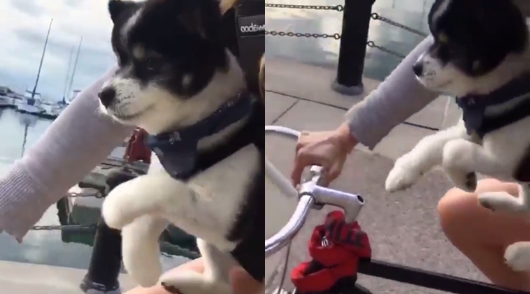 WATCH: This adorable puppy thinks he is helping his hooman ride his ...