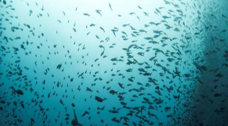 Contraceptive pill chemicals are turning fish transgender: Research ...