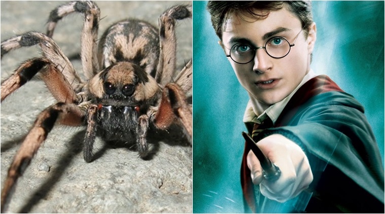 New spider species named after Harry Potter character | Trending News ...