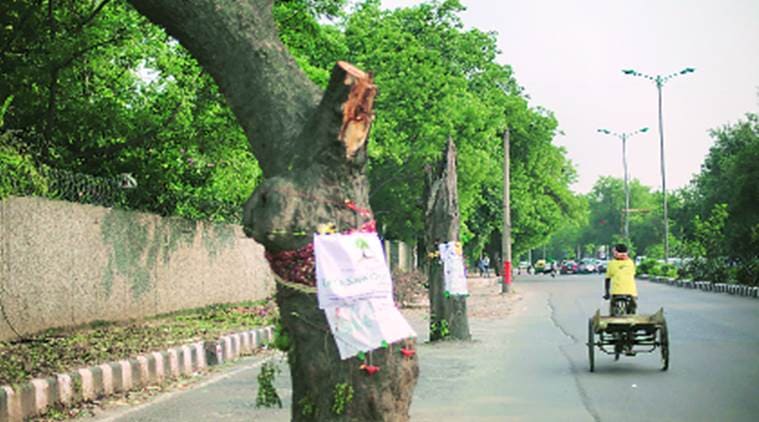 Road widening project has tree lovers up in arms, Delhi minister takes ...