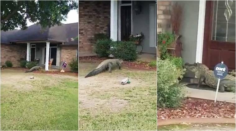 WATCH: What to do when a GIANT ALLIGATOR decides to make a HOUSE visit ...