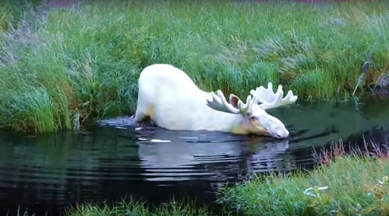VIDEO: This scene of rare white moose taking a cool dip looks straight ...