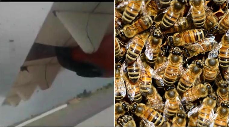 WATCH: Bee ATTACK on plane in Hyderabad forces flight delay by an hour ...