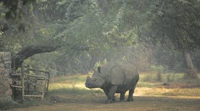 Forest Poaching