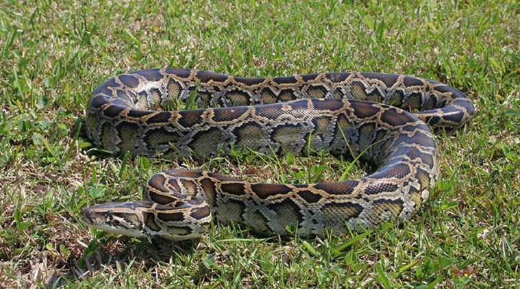 8-ft long injured python undergoes CT scan | The Indian Express