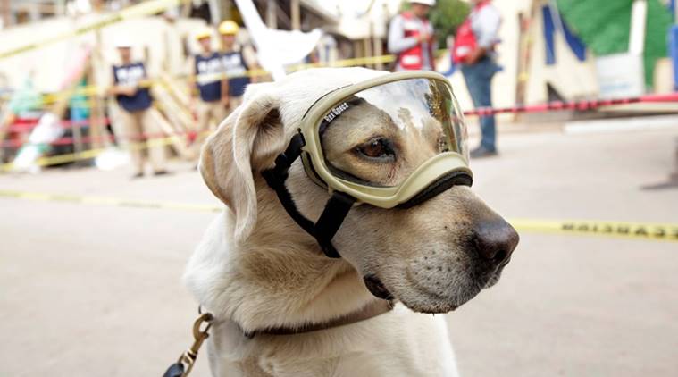 Meet Frida the Labrador who has been saving lives in disasters across ...