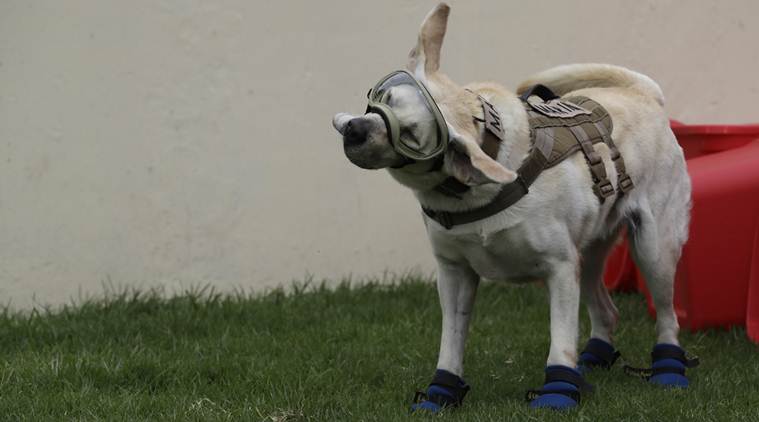 Mexican rescue dog Frida became symbol of earthquake hope | World News ...