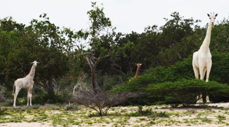 Video: These elusive white giraffes, spotted in Kenya, will leave you ...