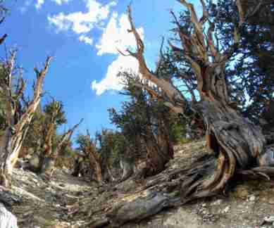 Bristlecone Pine Methuselah Tattoo