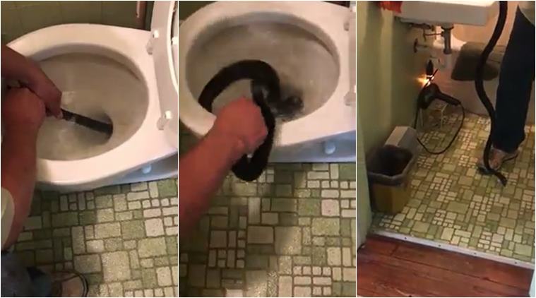 Videos: Snakes inside toilets! Why you should look before you sit ...