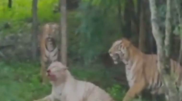 VIDEO: 9-year-old white tiger dies after being attacked by Bengal ...