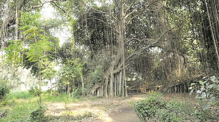 In a first for Punjab, site of ‘300-year-old’ banyan tree to get ...