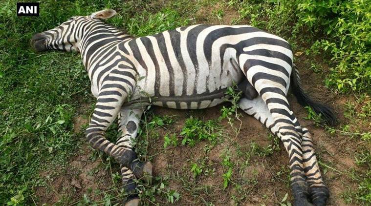 Lone zebra found dead in Nandankanan zoo | India News,The Indian Express