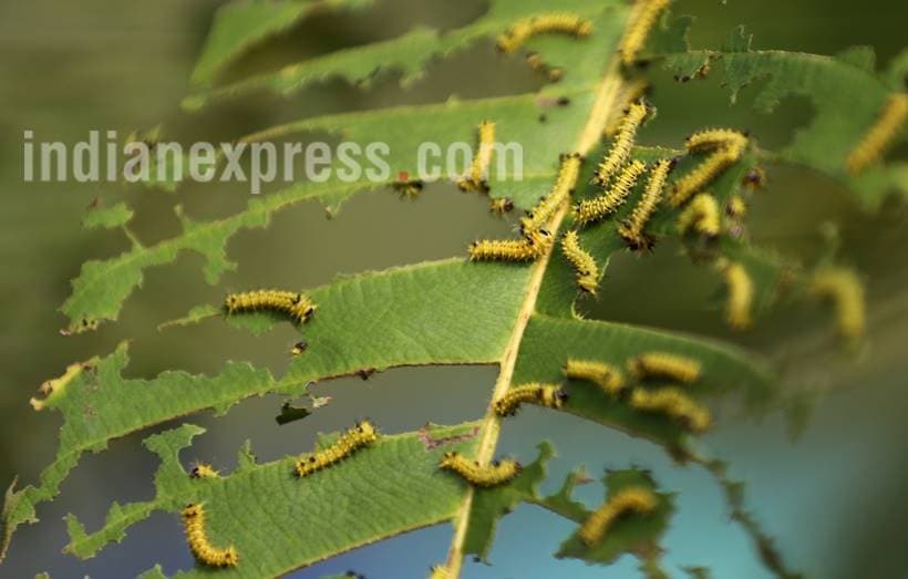 Thread bare: A photo story on how tussar silk is made | Lifestyle ...