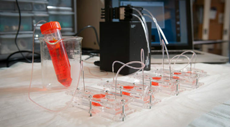 New 'body-on-a-chip' technology helps find organ behaviour to drugs