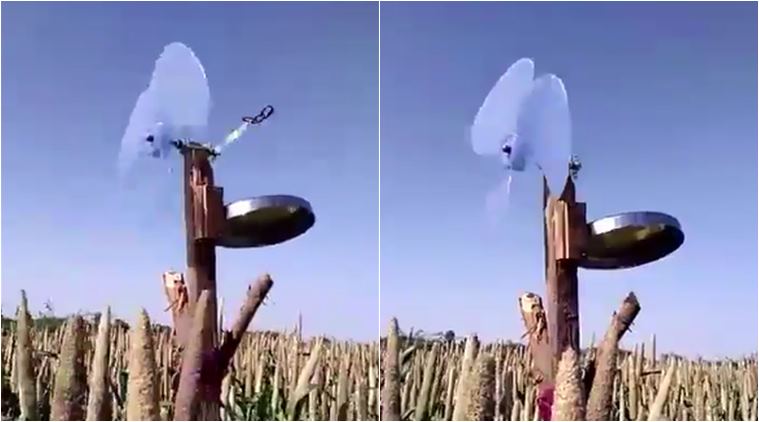 VIDEO: This ‘jugaad’ scarecrow using a steel plate is winning hearts on ...