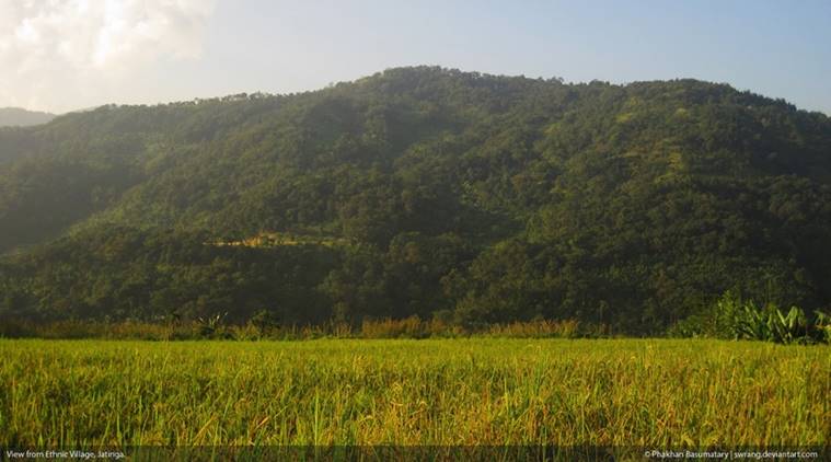 Authorities struggle to stop killing of birds in Assam’s mystery ...