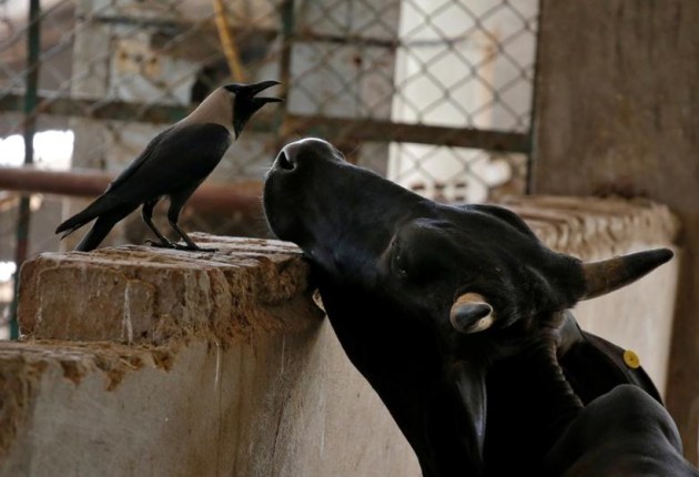 It happens only in India: Steal a glance at the WEIRDEST customs across ...