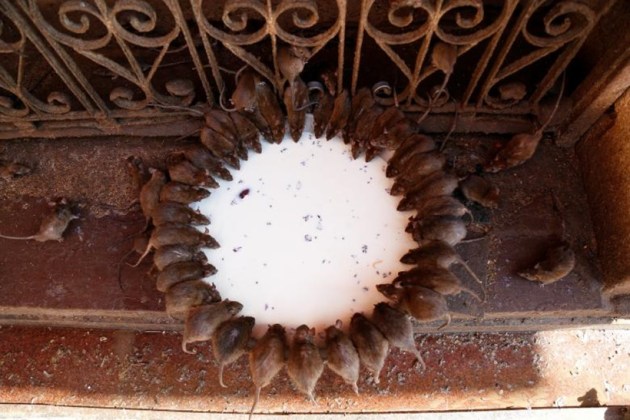 It happens only in India: Steal a glance at the WEIRDEST customs across ...