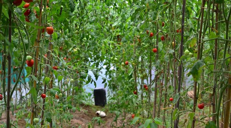 Reality check: Organic agriculture turns bitter fruit for farmers of ...