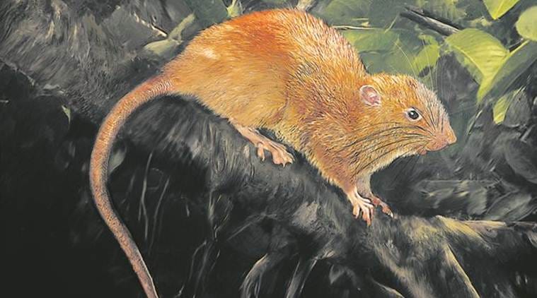 Cheating dinosaur, giant rat and other quirky species | Technology News ...