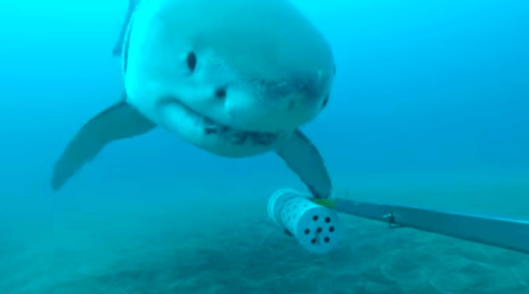 VIDEO: ‘Curious’ giant shark catches CAMERA and tries to take a SELFIE ...
