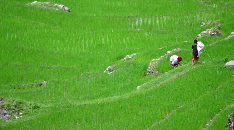 Reality check: Organic agriculture turns bitter fruit for farmers of ...