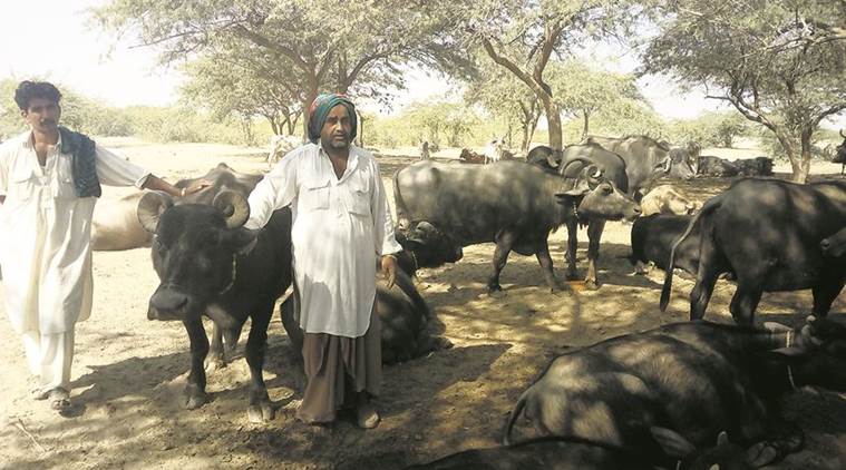 The incredible Banni buffalo breed: In arid Kutch, a village of 30 ...