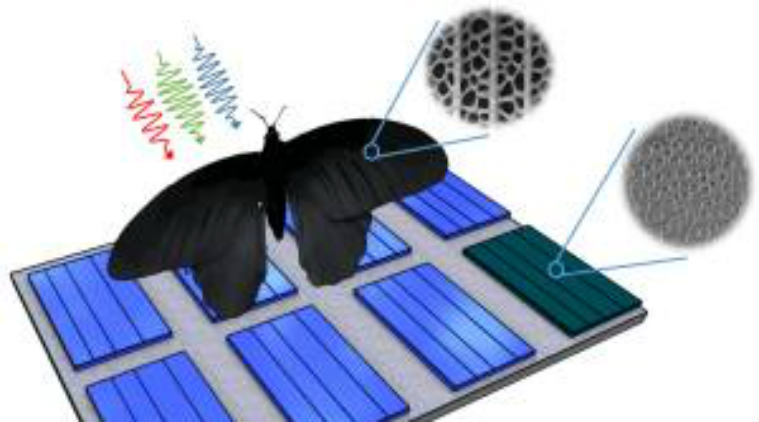 Butterfly wing nanostructures created on solar cells, improves ...