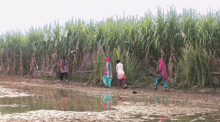 Bihar teachers protest orders to take photographs of defecation | India ...