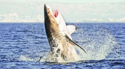 Wild Underwater Animals Sharks Shark Swimming Around On A Dark Sea.
