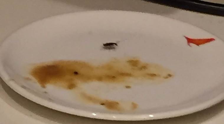 Cockroach in food served at Air India VIP lounge, airline apologises ...