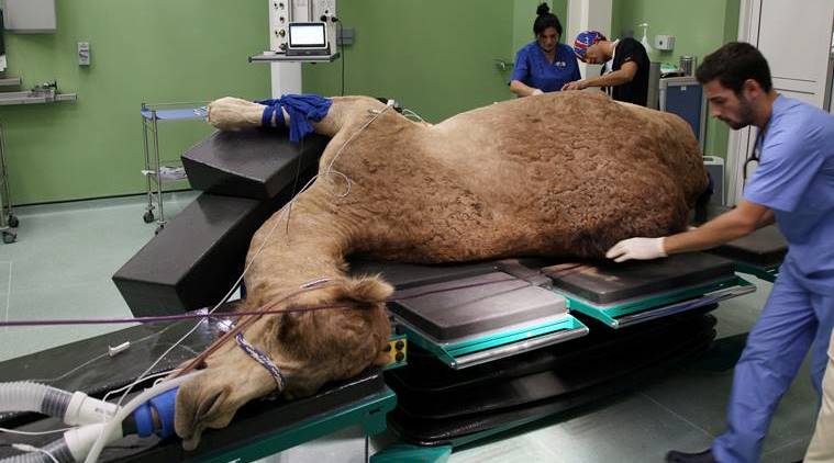 Treating bumps and humps: Dubai opens $10 million camel hospital | Life ...