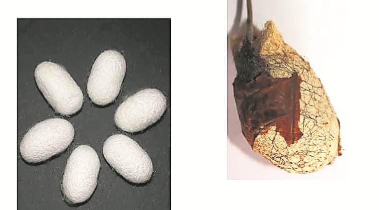 Silk protein kills zika, dengue vector: study | Mumbai News - The ...