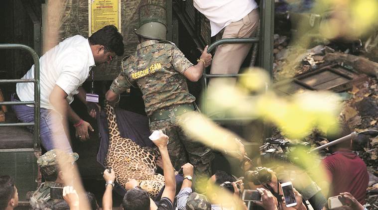 Six injured in leopard attacks in Mulund | Mumbai News - The Indian Express