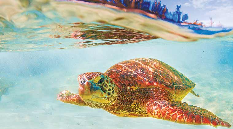 99 Female Skewed Sex Ratio In Green Sea Turtles In Warming Climate Technology News The