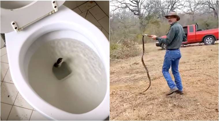 VIDEO: Nightmare alert! 5-foot snake peeps out from a toilet in Texas ...