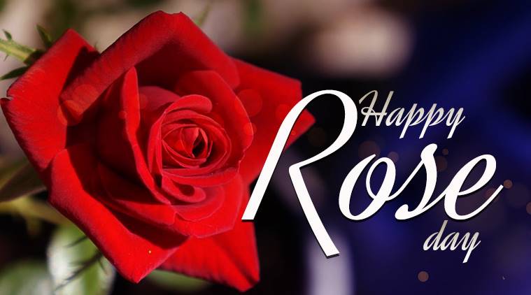 Rose Day 2018: Types of Roses and Their Meanings | Life-style News ...