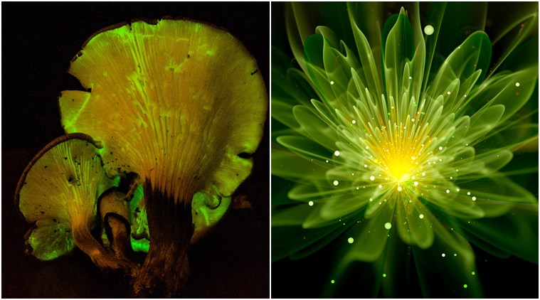 Video: MIT students have created living plants that glow like lights ...
