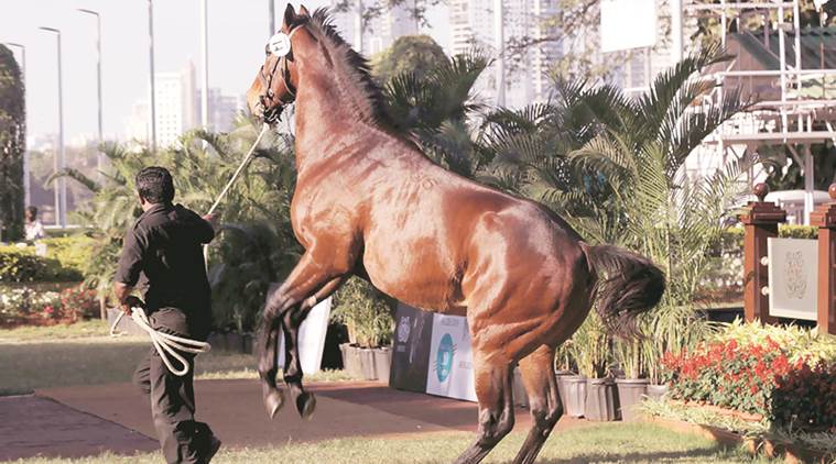 Glanders disease: Three horses, mule euthanised | Cities News,The ...