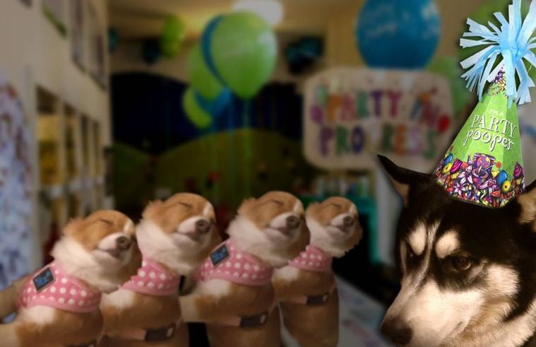 This dramatic puppy meets his husky buddy and their union soon became a ...