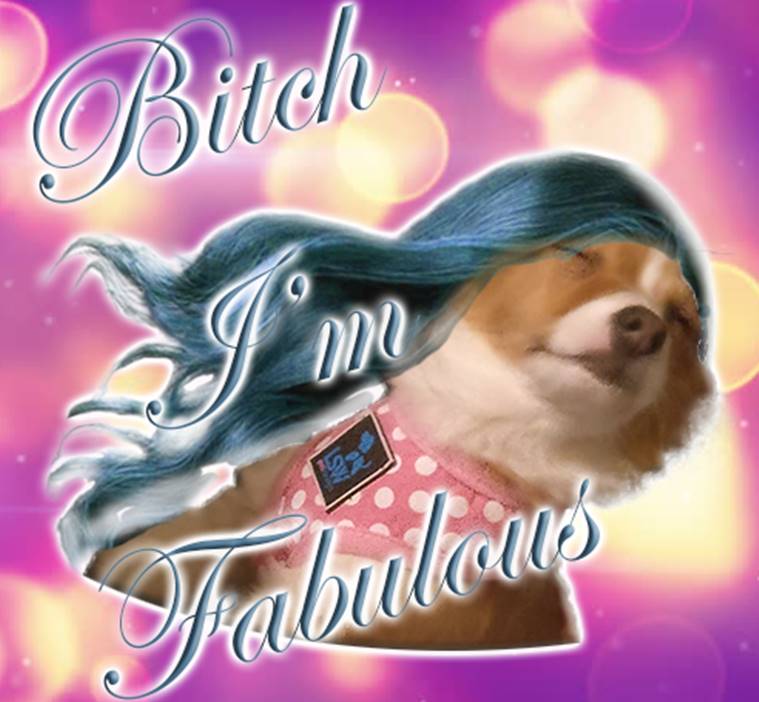 This dramatic puppy meets his husky buddy and their union soon became a ...