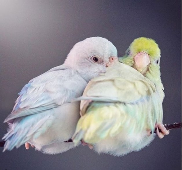 Photographer captures intimate moments of her beautiful Parrotlets and ...
