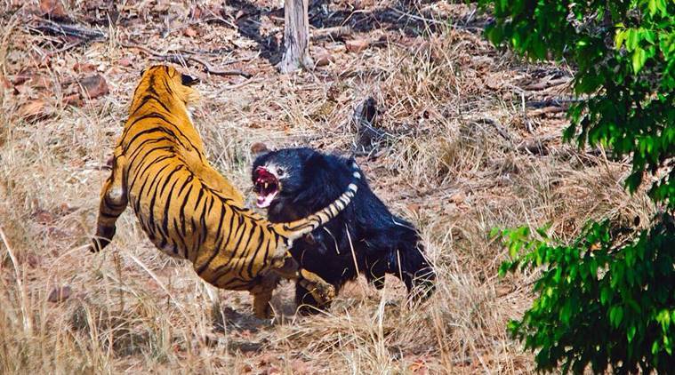VIDEO: Bear vs tiger; who will win? This deadly fight will bring back ...