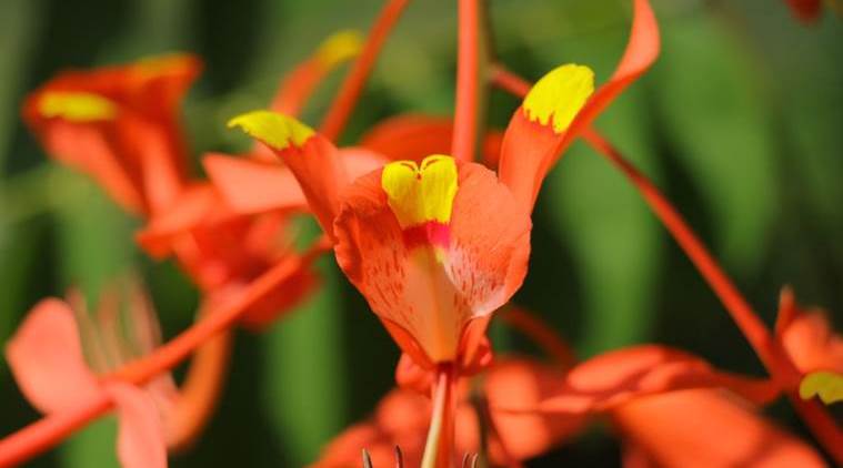 Wild side: Mumbai has only six of these trees | Mumbai News - The ...