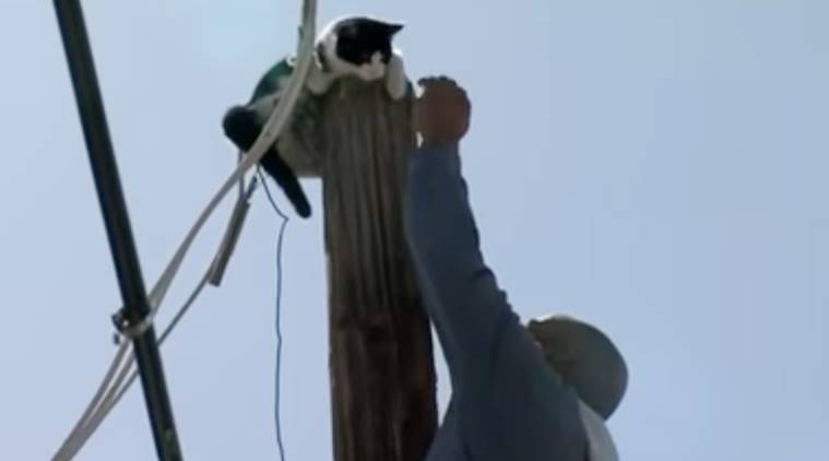 WATCH: Cat stuck on a pole for days before being rescued by locals ...