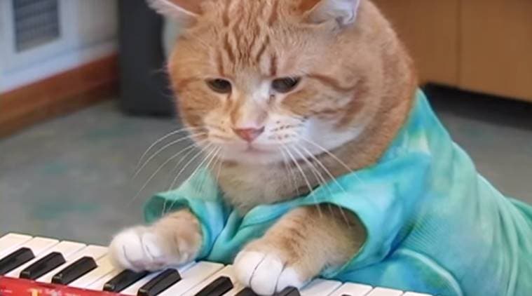 VIDEO: Feline star Keyboard Cat breathes its last; Netizens remember ...
