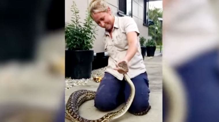 VIDEO: Woman effortlessly catches 8kg python that swallowed the family ...