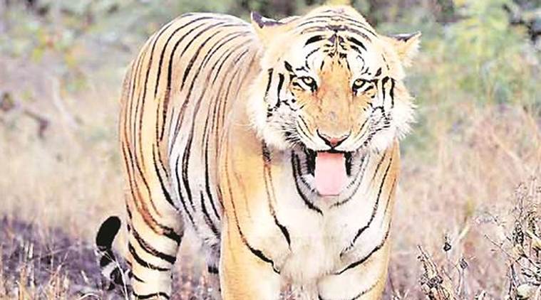 Maharashtra: Tiger count set to rise in Melghat, 22 spotted | Mumbai ...