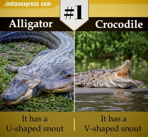 Did you know the MAJOR difference between these 10 CONFUSING words ...